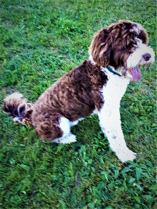 Sharmink Kennels - Portuguese Water Dogs in Cape Breton Island, Nova Scotia