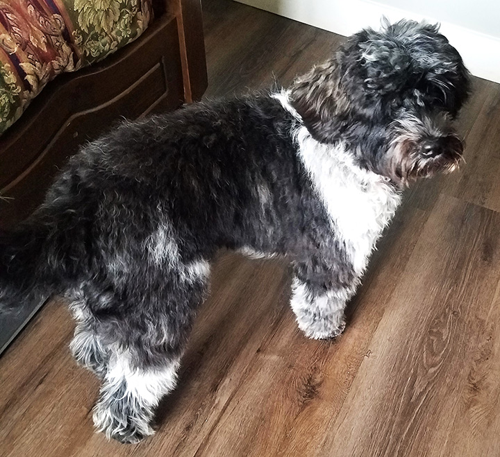 Sharmink Kennels - Portuguese Water Dogs in Cape Breton Island, Nova Scotia
